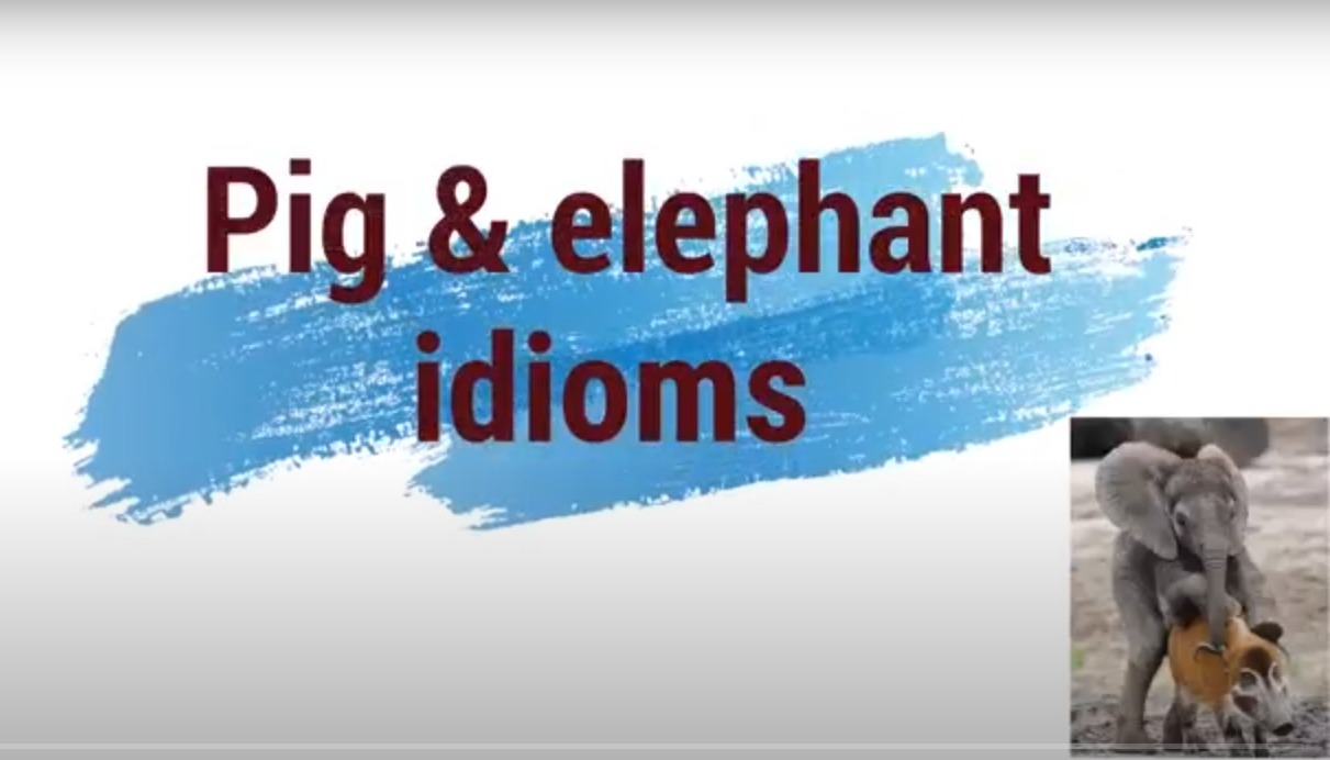 Pig and elephant idioms – C O N F E D U C